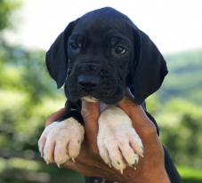 Cuccioli Alano Disponibili